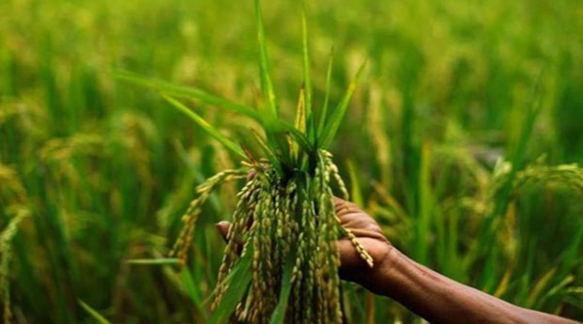 Govt’s paddy procurement reaches 741.62 lac tons so far in 2021-22 ...