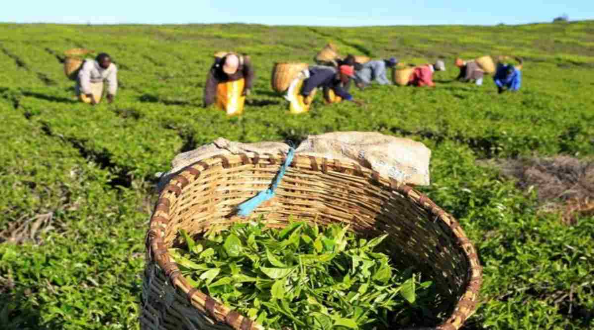 Tea exports during Jan-Dec 2021 declines marginally - Economy News ...