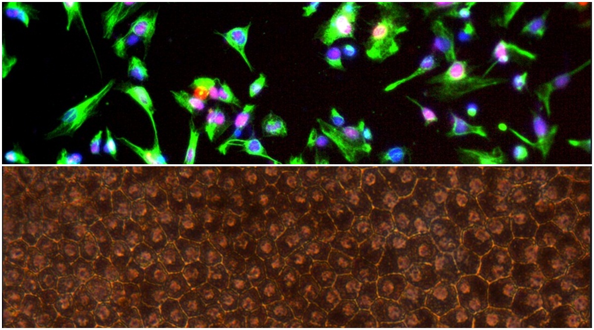 A rare cosmic treat: Four planets line up and you don’t need a ...