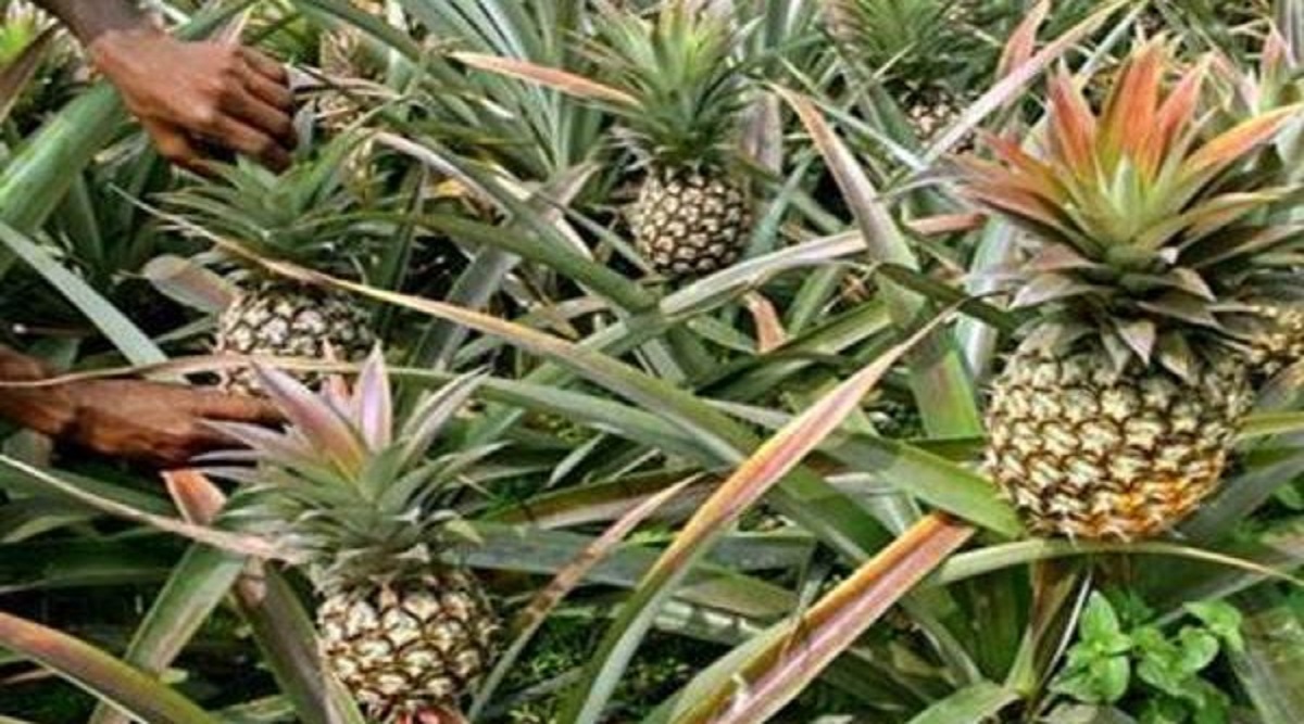 Pineapple extract may help treat Alzheimer’s disease, animal study ...