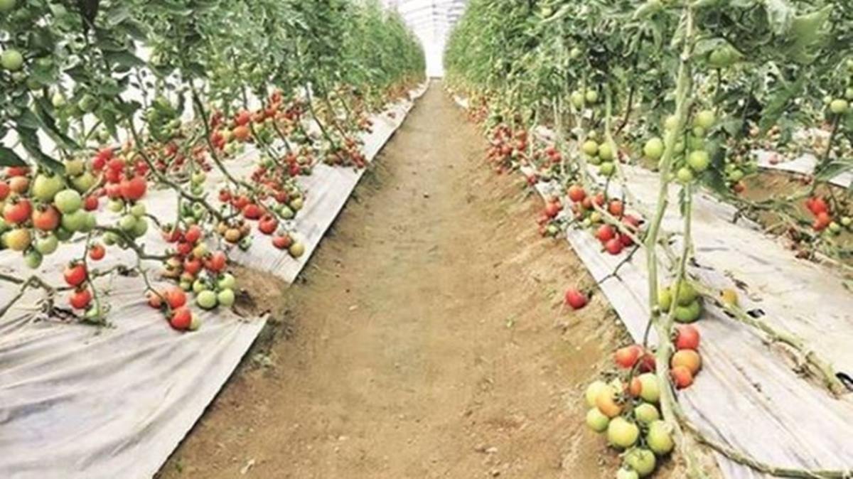 India’s horticultural crops output increase marginally to 341 million ...
