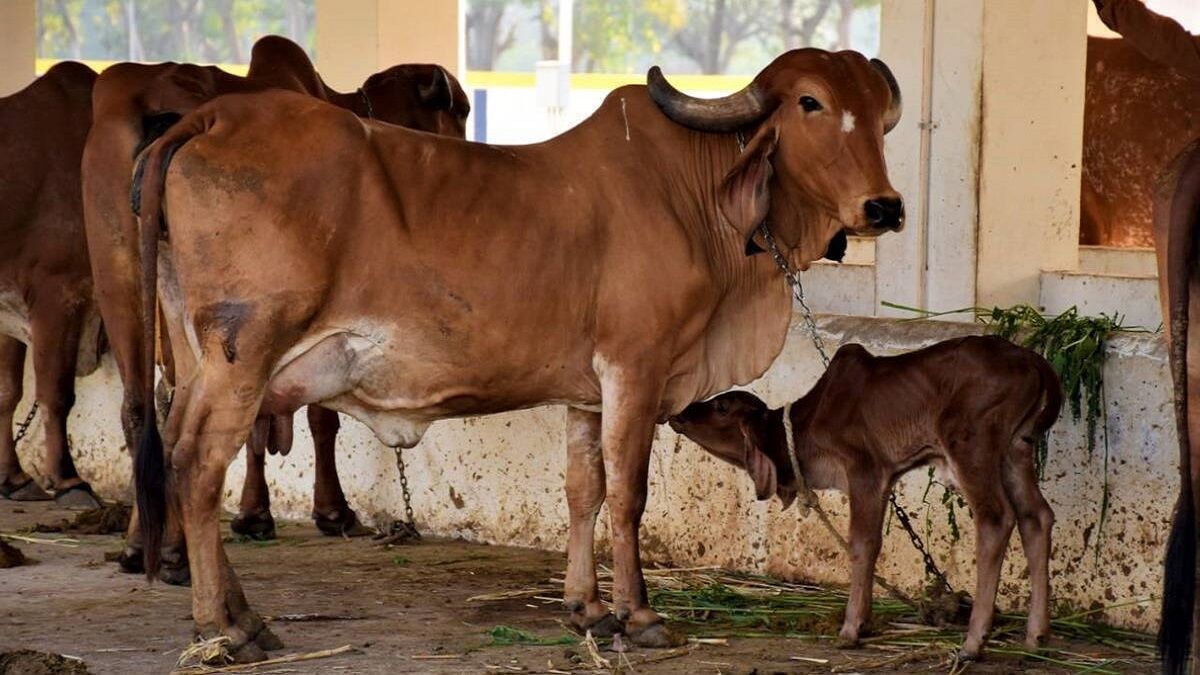 health, lumpy skin disease, skin disease, animal disease, jammu - Life ...