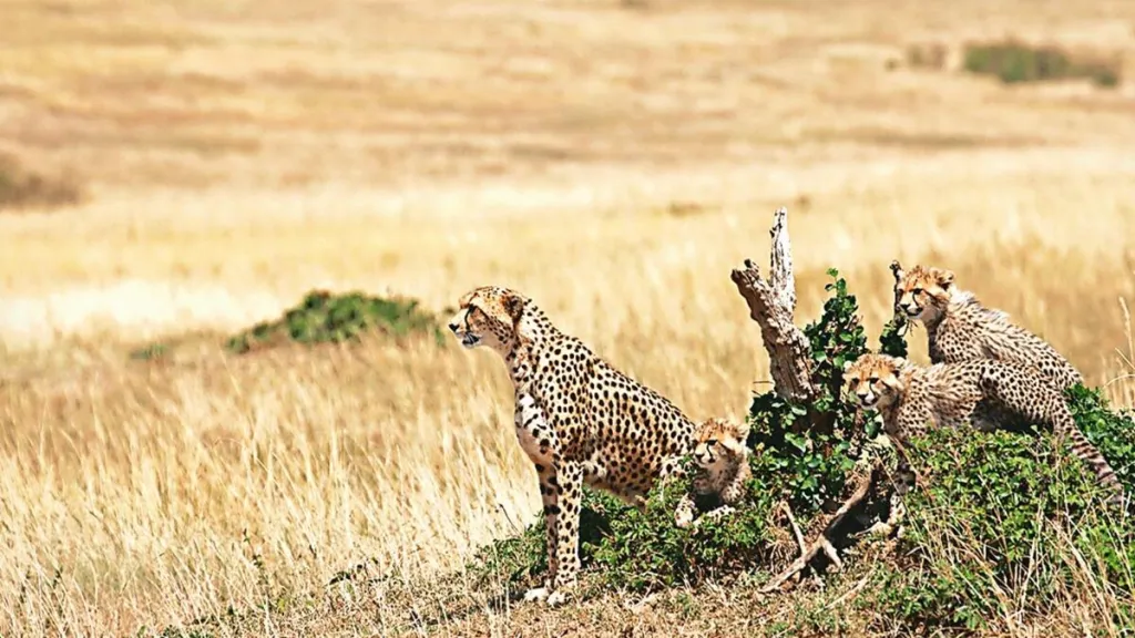 Project Cheetah to bring back the big cat in India; Help in ...
