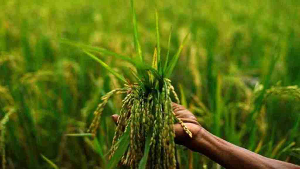 A viral disease behind stunting of paddy plants: Punjab Agricultural ...