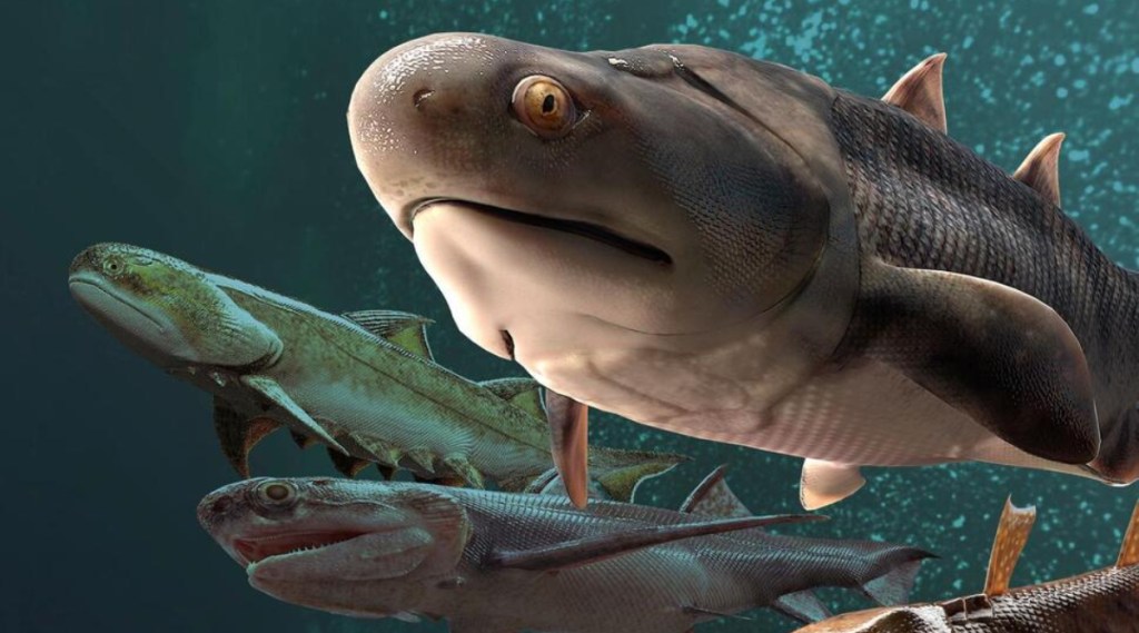 Chinese fish fossils take a bite out of mystery of origin of jaws ...