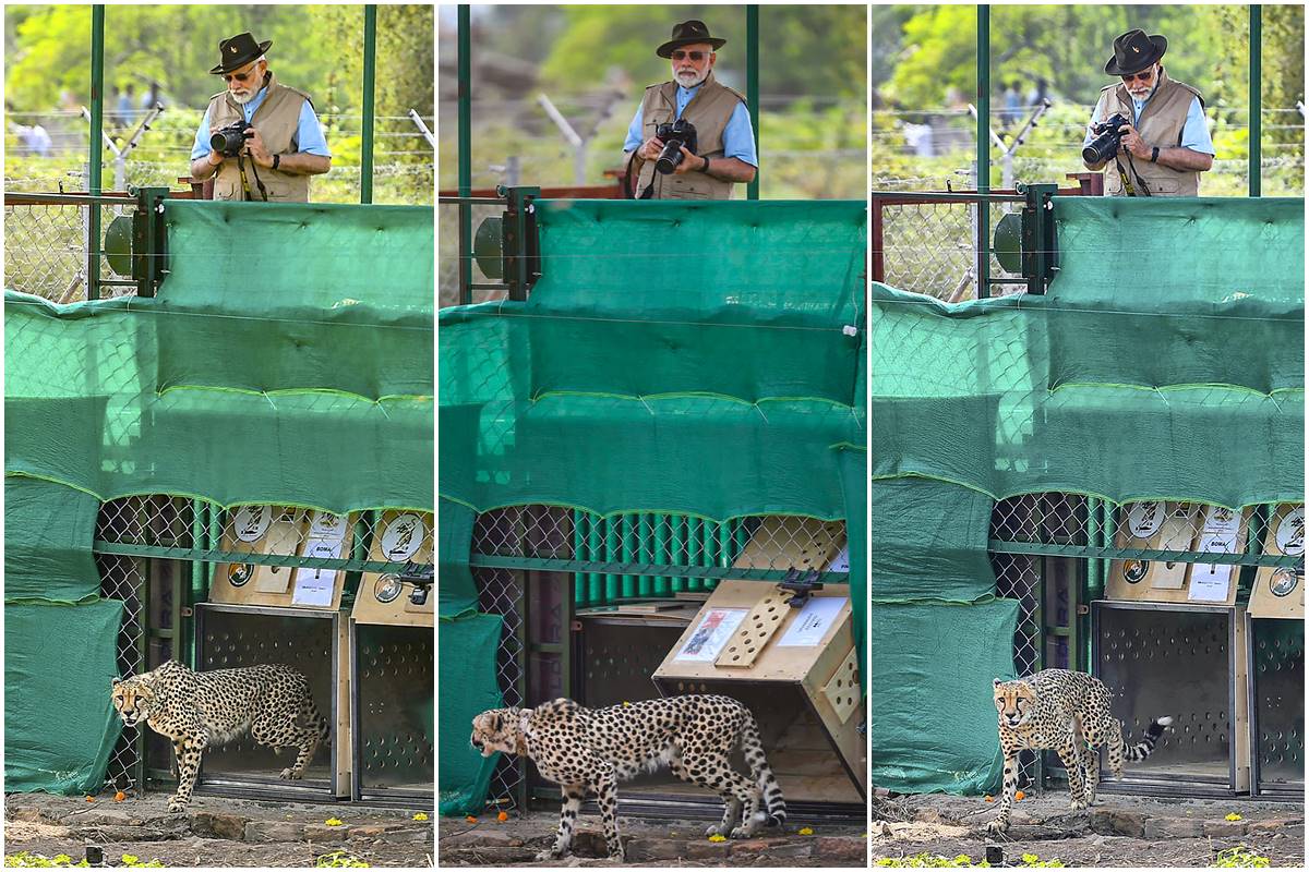 Historic! Cheetah back in India after 70 years – See brilliant photos ...
