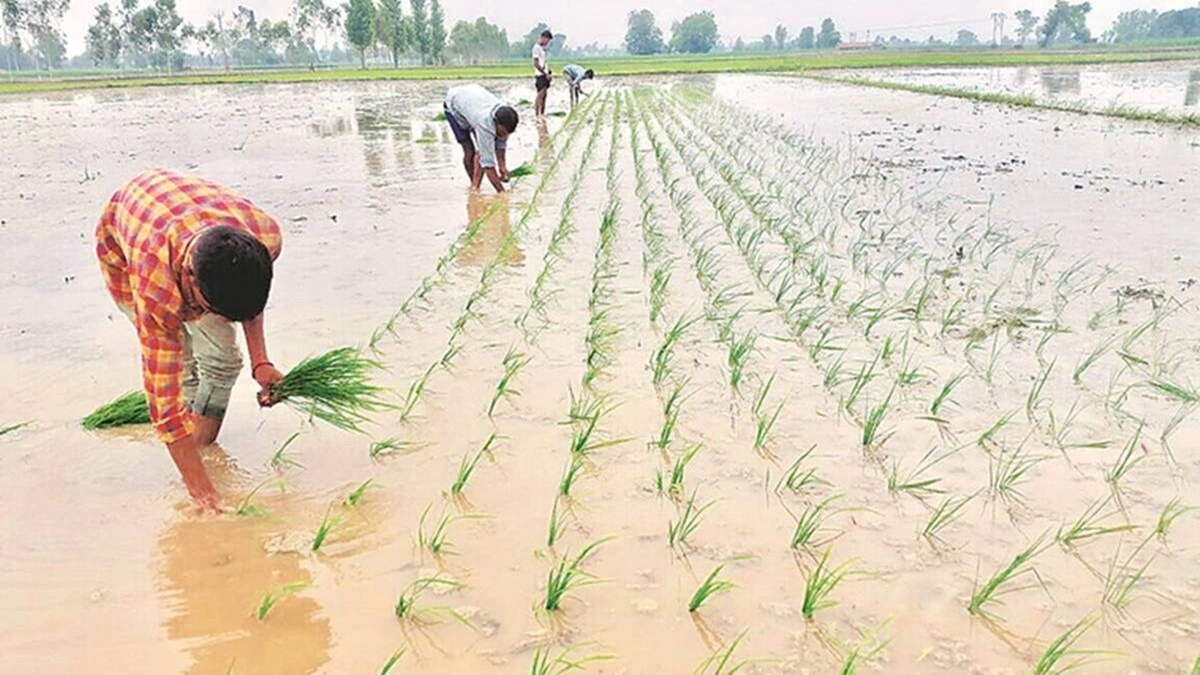 Kharif crops News: Kharif crops Latest News, Kharif crops Today news ...