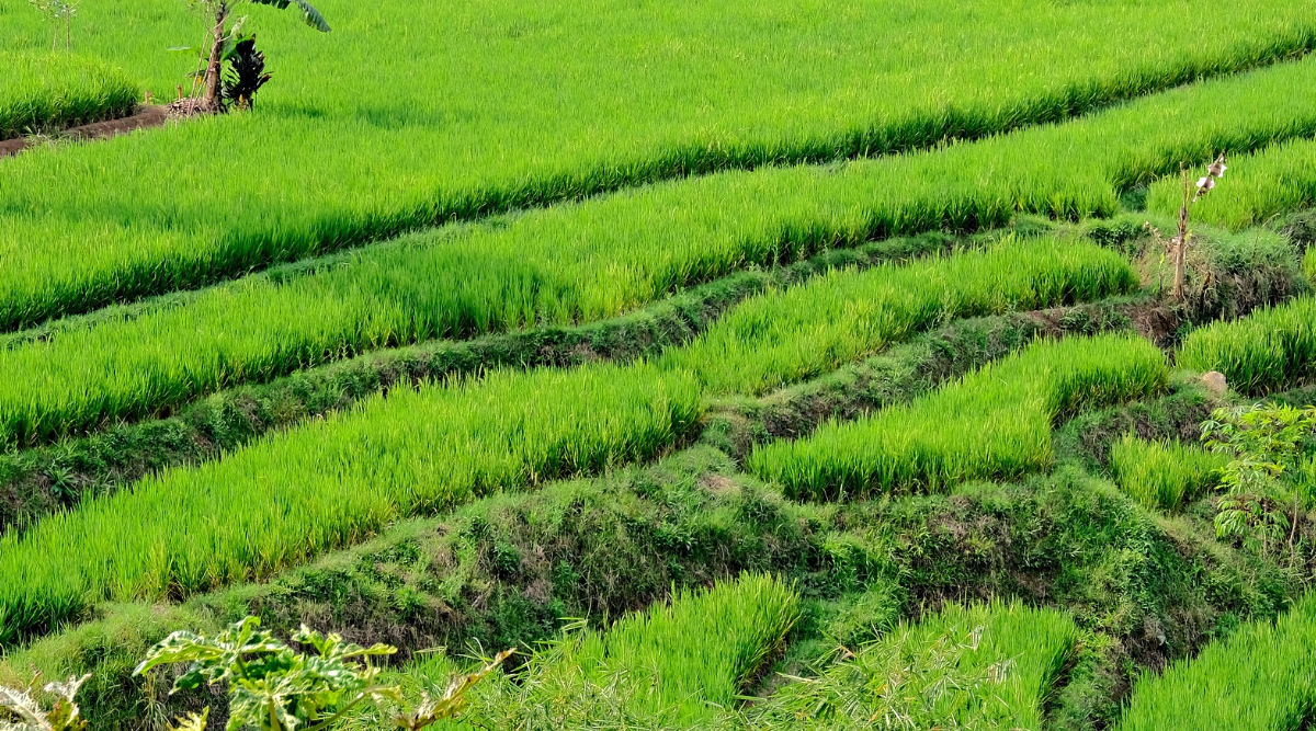 Brisk start to FCI’s paddy procurement drive - Economy News | The ...