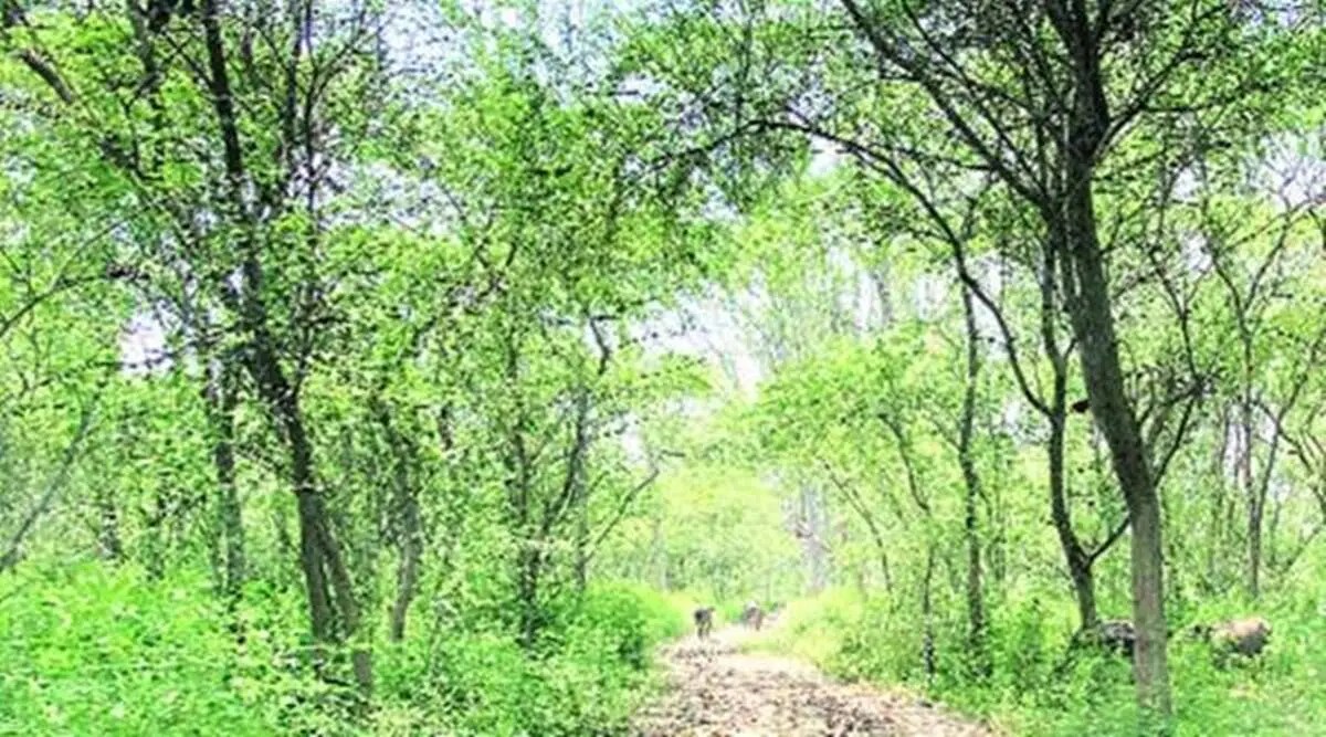 Haryana Forest Department and USAID launch initiative to increase tree ...