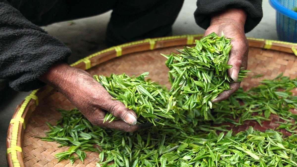 Tea Board of India seeks assistance worth Rs 1,000 crore for the ...