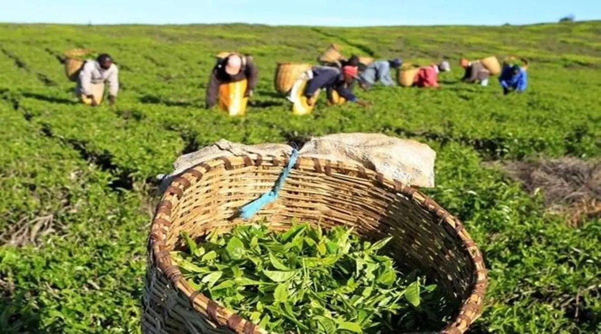Tea exports likely to rise to 230 million kg in 2022: ITA - Economy ...