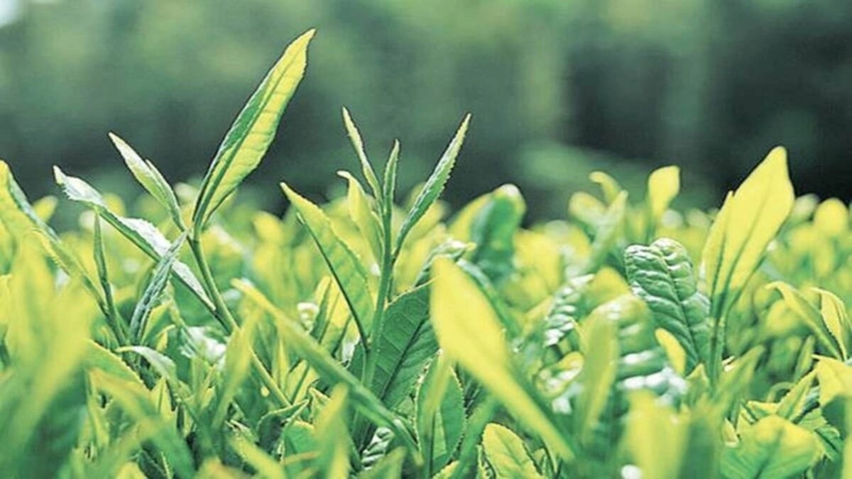 New auction system in north India only after consultations, says Tea ...