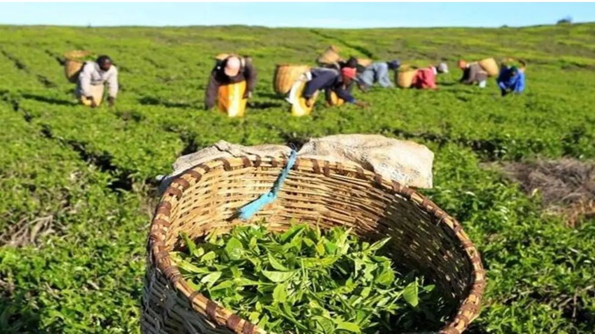 Tea production in 2022 seen around last year’s level - Economy News ...