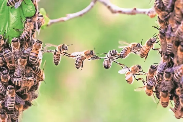 The animal bond: Only one mate! - Lifestyle News | The Financial Express