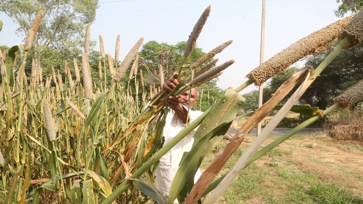Govt lines up millet-centric activities as international year of ...