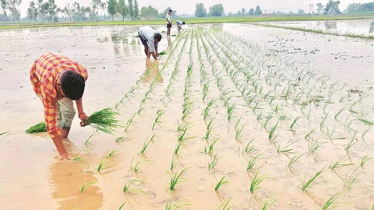 Govt’s paddy procurement rises 10 pc to 541.90 lakh tonne so far ...