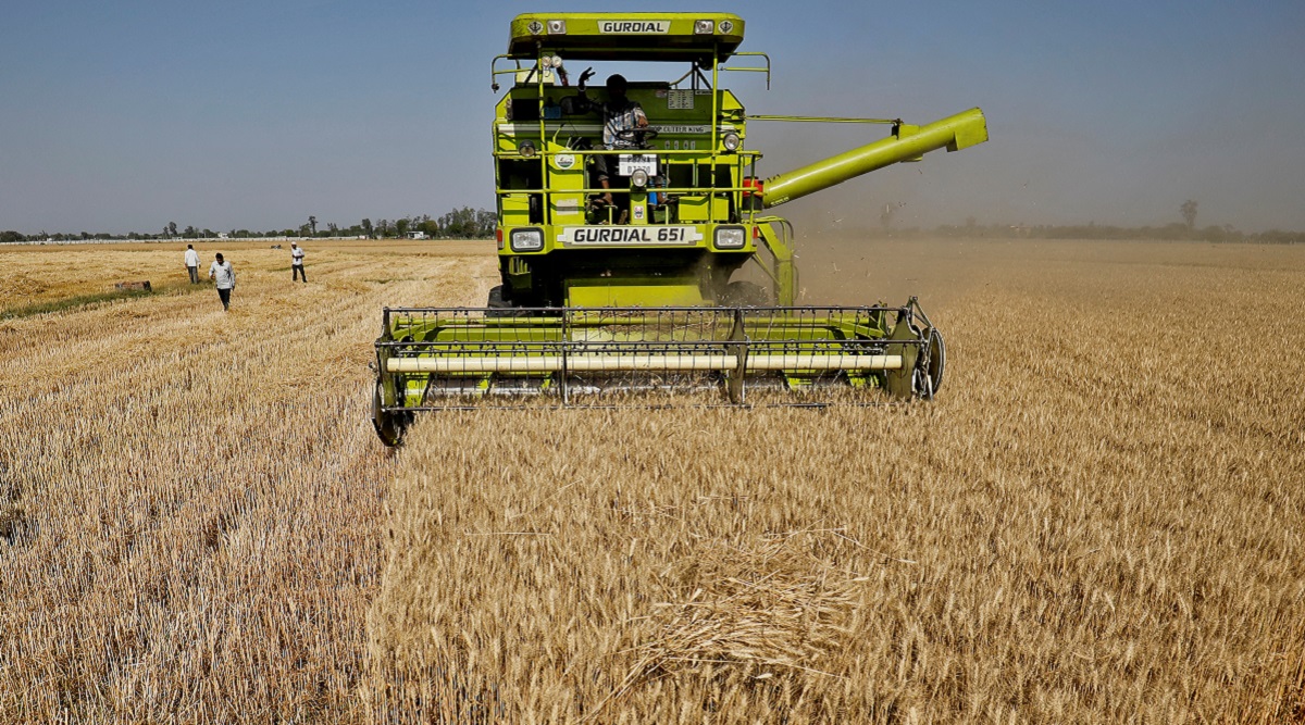 India guards wheat crop after extreme heat scorched fields last year ...