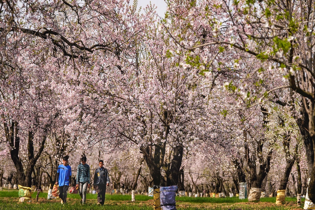 Kashmir blossoms with arrival of delightful spring! See enthralling ...