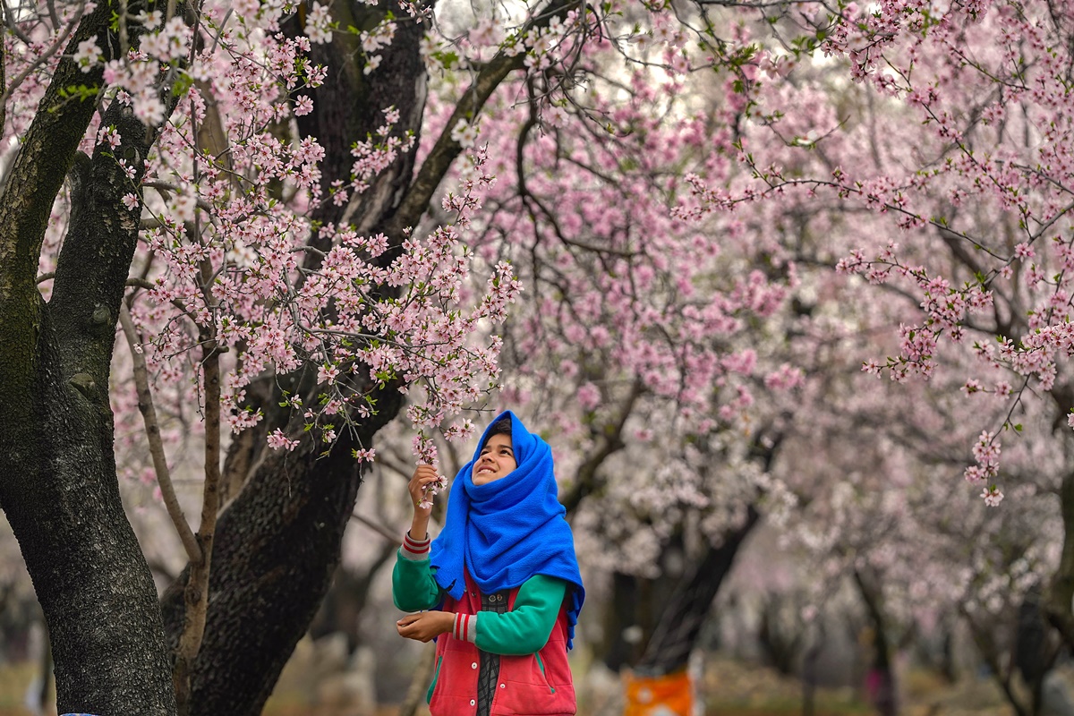 Kashmir blossoms with arrival of delightful spring! See enthralling ...
