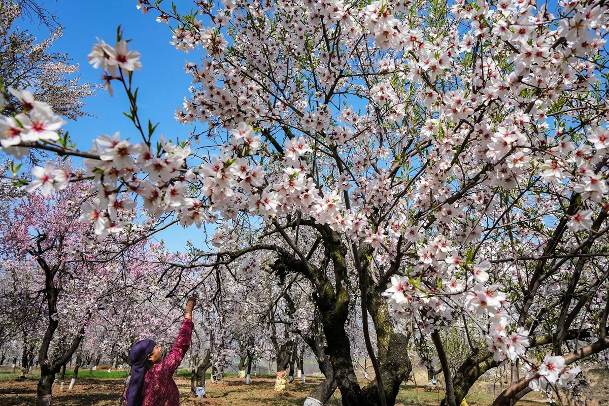 Kashmir blossoms with arrival of delightful spring! See enthralling ...