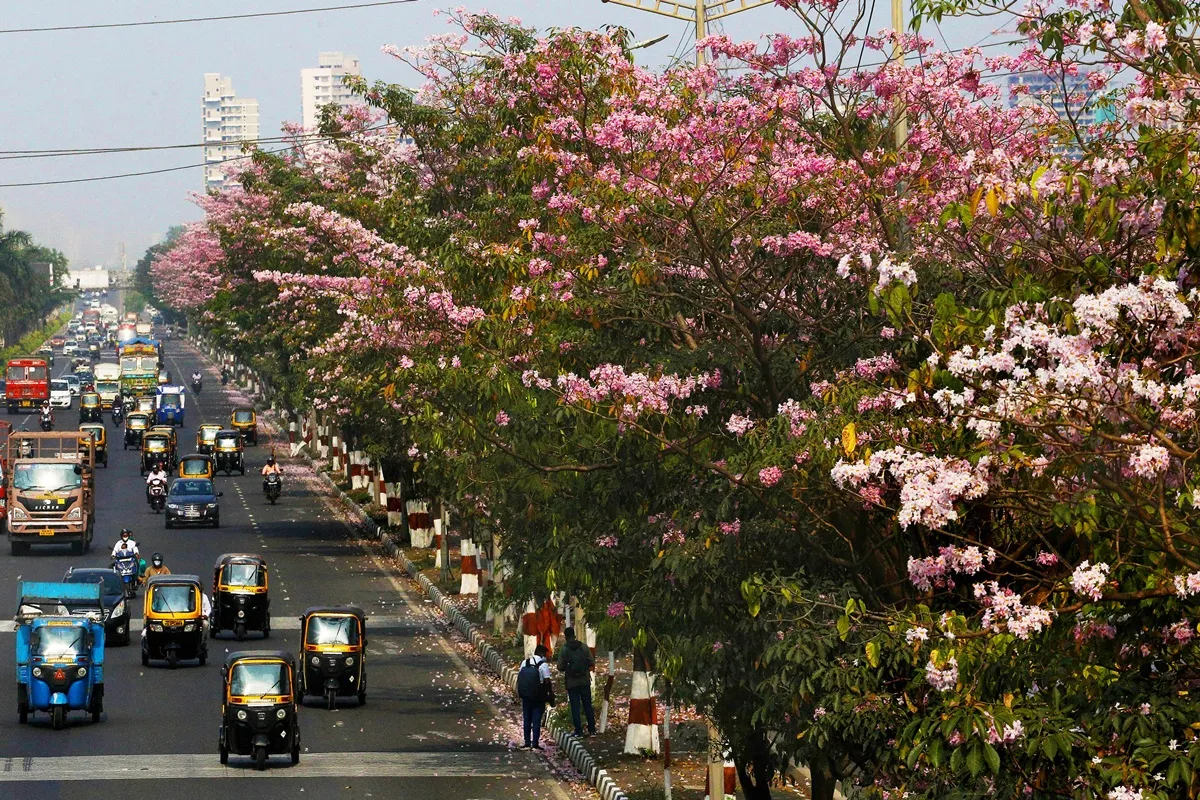 Mumbai turns Pink! Vikhroli stretch of Eastern Express Highway ...