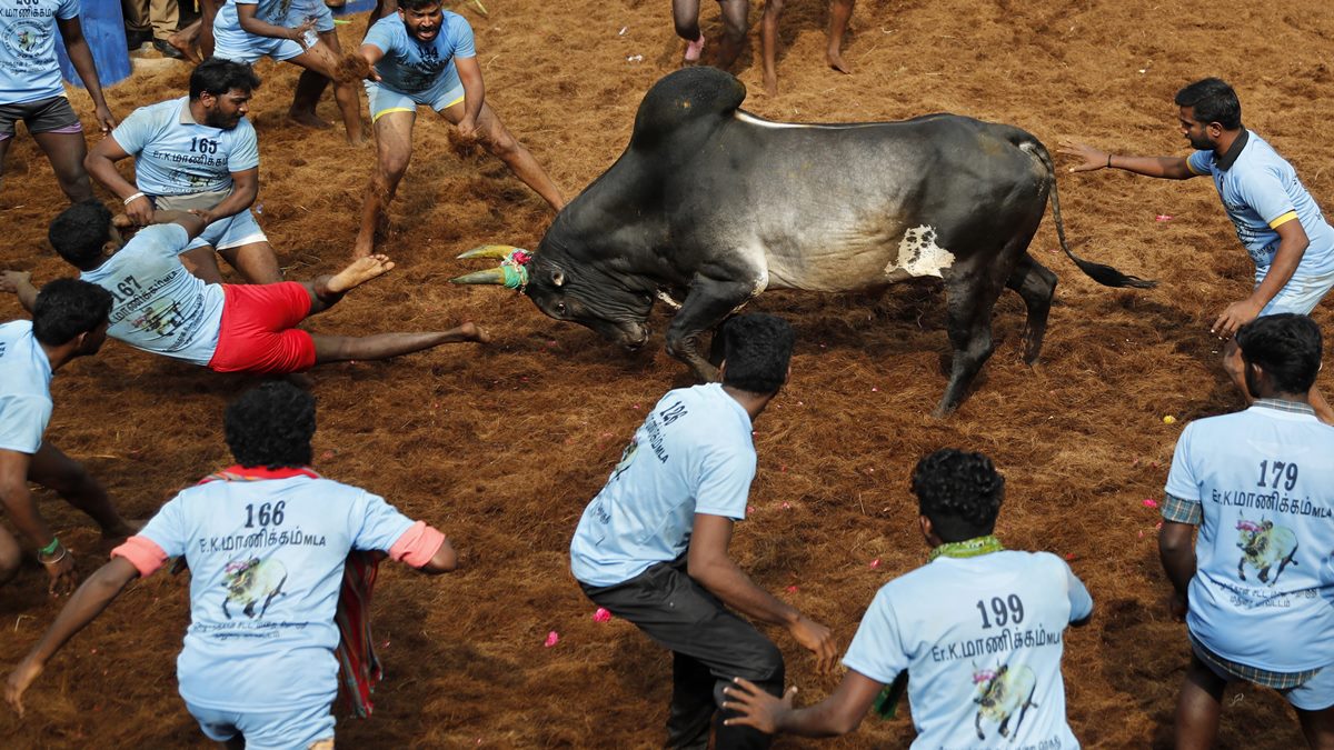 Jallikattu gets Supreme Court’s go-ahead: A timeline of events since ...