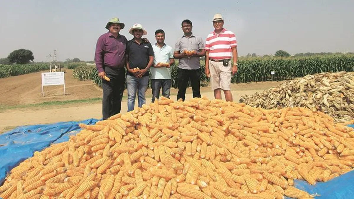 Govt plans incentives for maize production - Economy News | The Financial Express