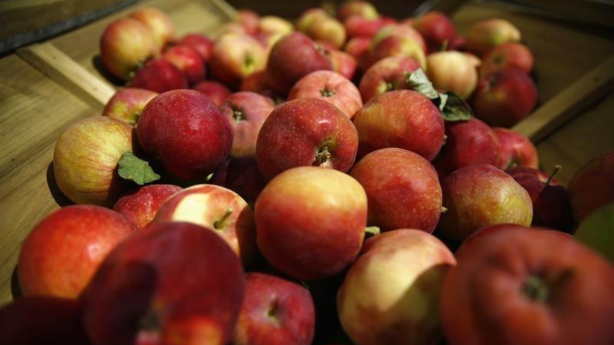 Apple imports wIll continue to attract 50% duty: Govt - Economy News ...