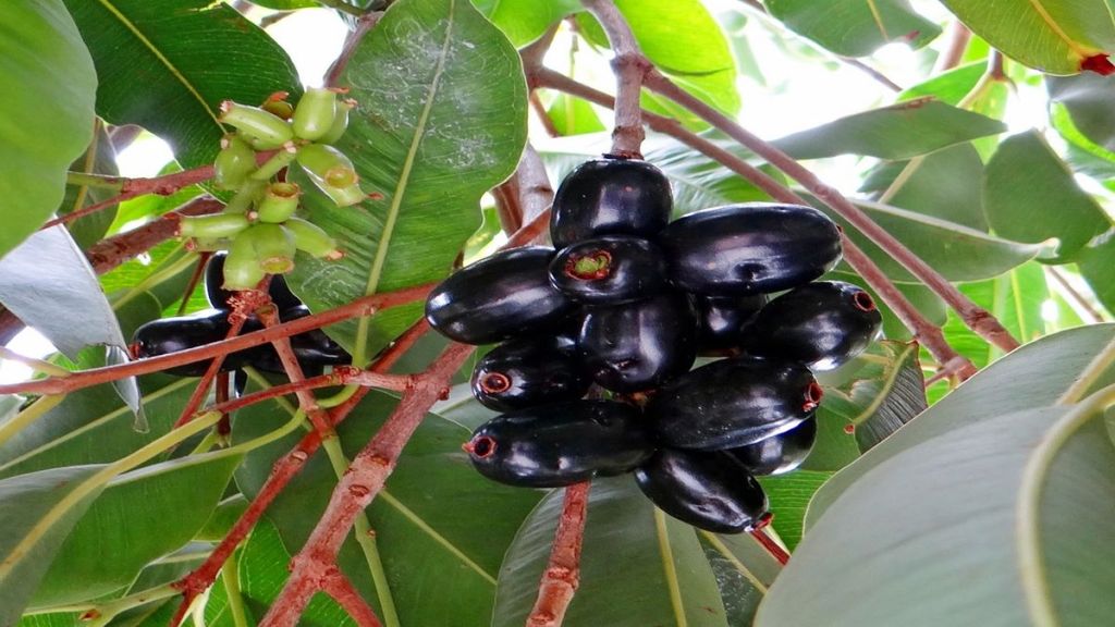 Why should you eat Jamun this summer? Know all about this seasonal ...