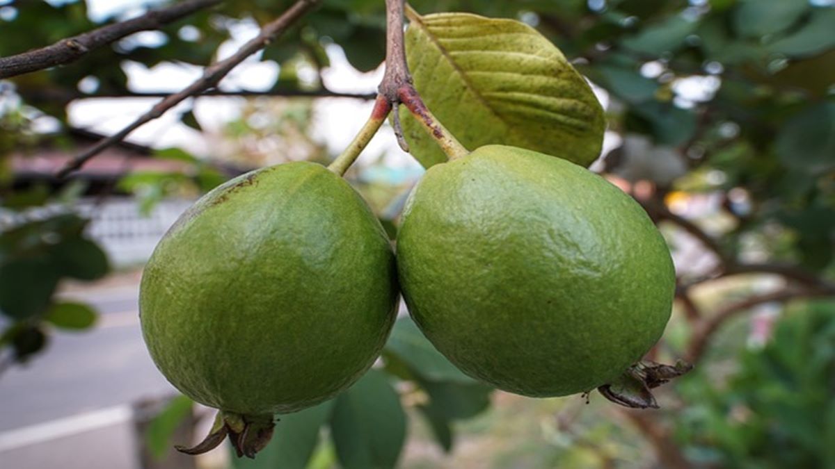 When is the right time to eat guava? Know all about its benefits and ...