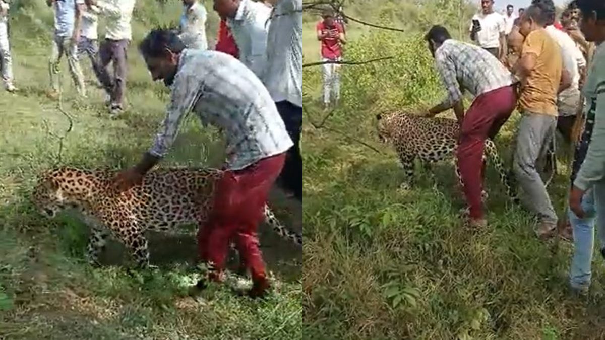 Madhya Pradesh: Villagers trouble critically ill leopard in Iklera ...