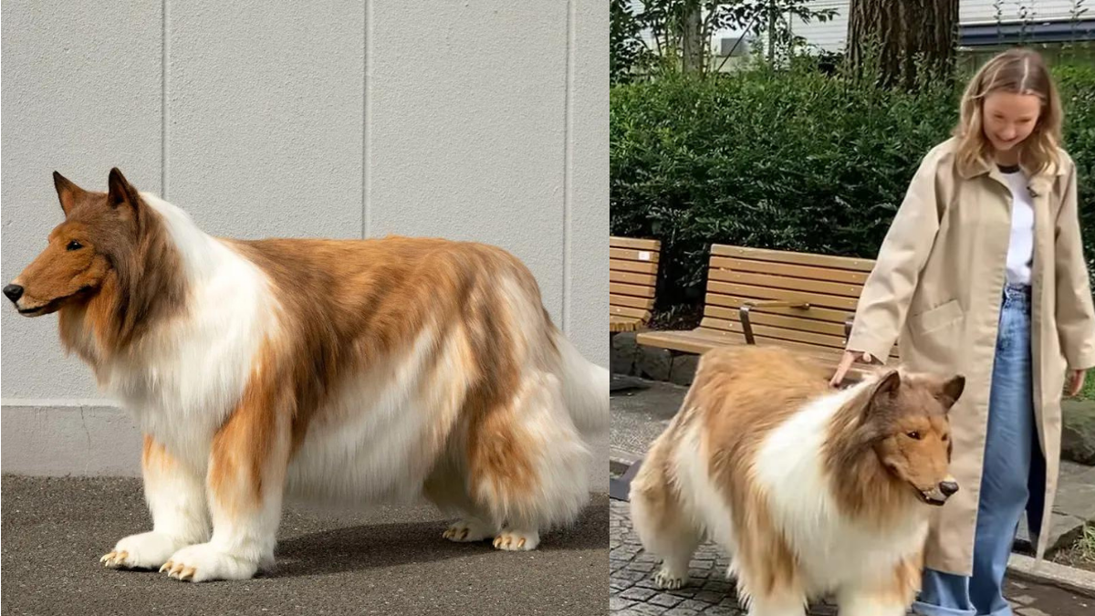 Meet Toco, the Japanese man who transformed himself into a dog by ...