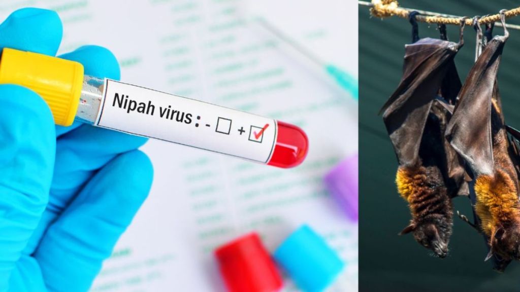 Nipah 2023: Kerala shuts down schools, colleges, Centre sends team after virus confirmation ...