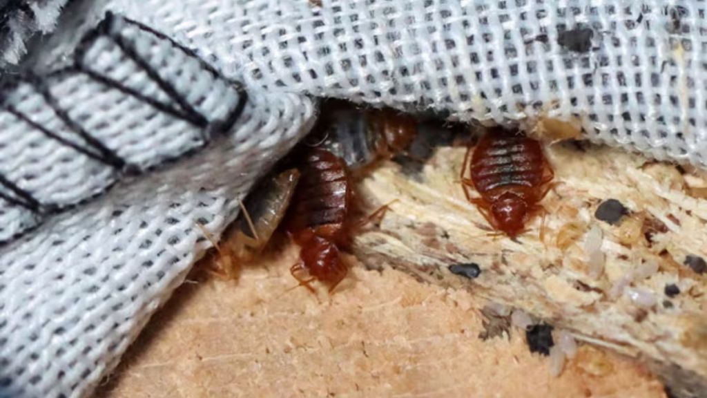 Is the world staring at a bed bug explosion? Can it lead to death? Here ...