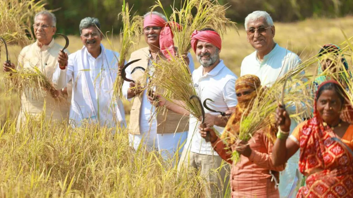 Chhattisgarh Election 2023: Rahul Gandhi works with farmers in paddy field, says 'pro-farmer ...