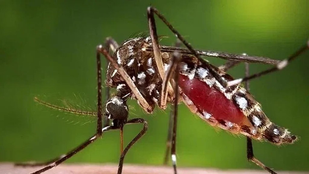 A device that disrupts the mosquito breeding cycle - Technology News ...