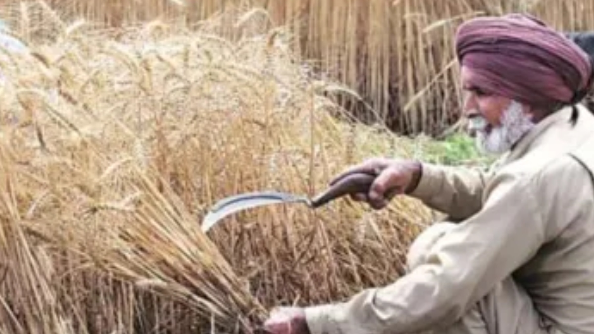 Rabi Sowing Down 5 On Late Kharif Harvest Economy News The