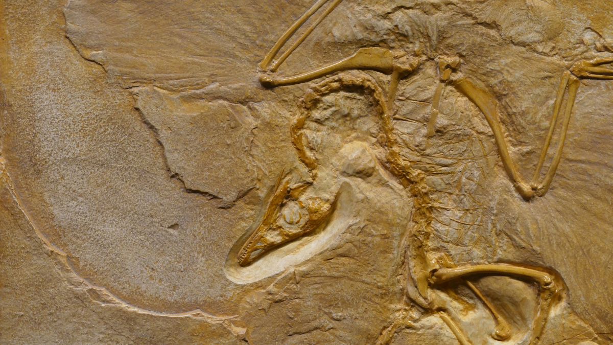 Flying reptiles! 200 million-year-old fossil from England’s Somerset hills reveals pre-historic ...