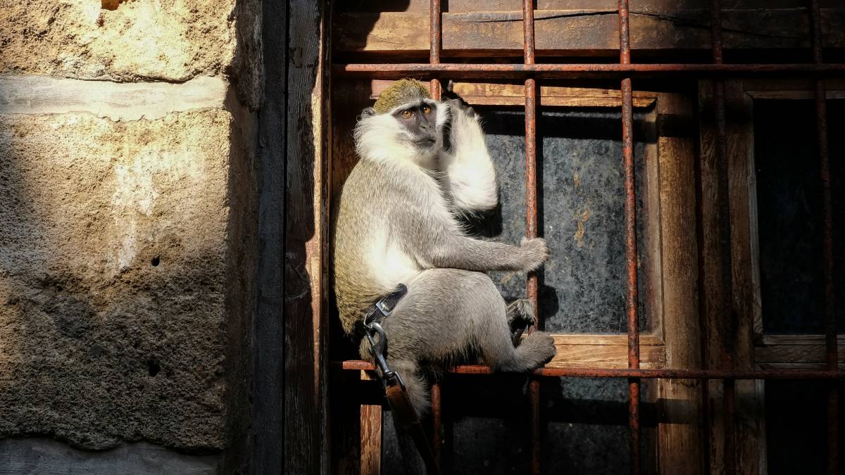 'Monkey Fever' alert in Karnataka! 2 deaths, 49 active cases CONFIRMED ...