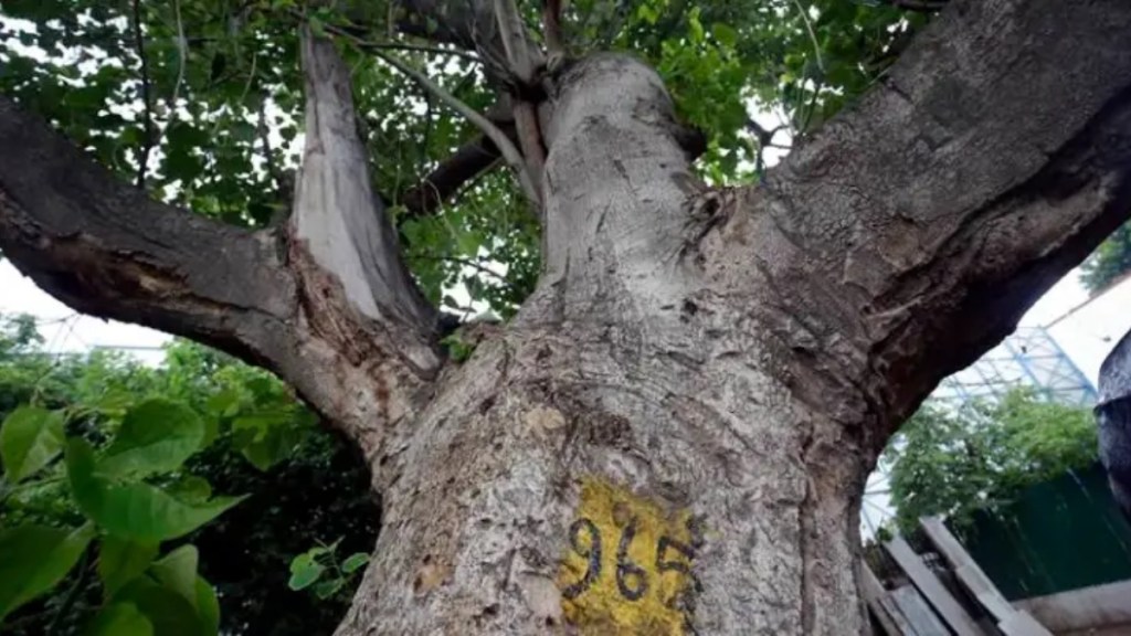 BMC plans to cut 316 trees, transplant 66 for Eastern Freeway ...