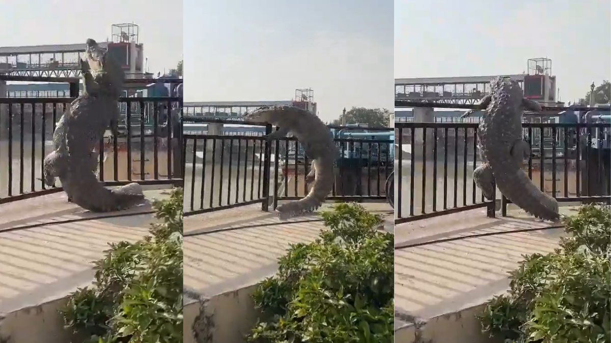 Caught on camera! 10-foot crocodile tries to climb railing - Here's ...