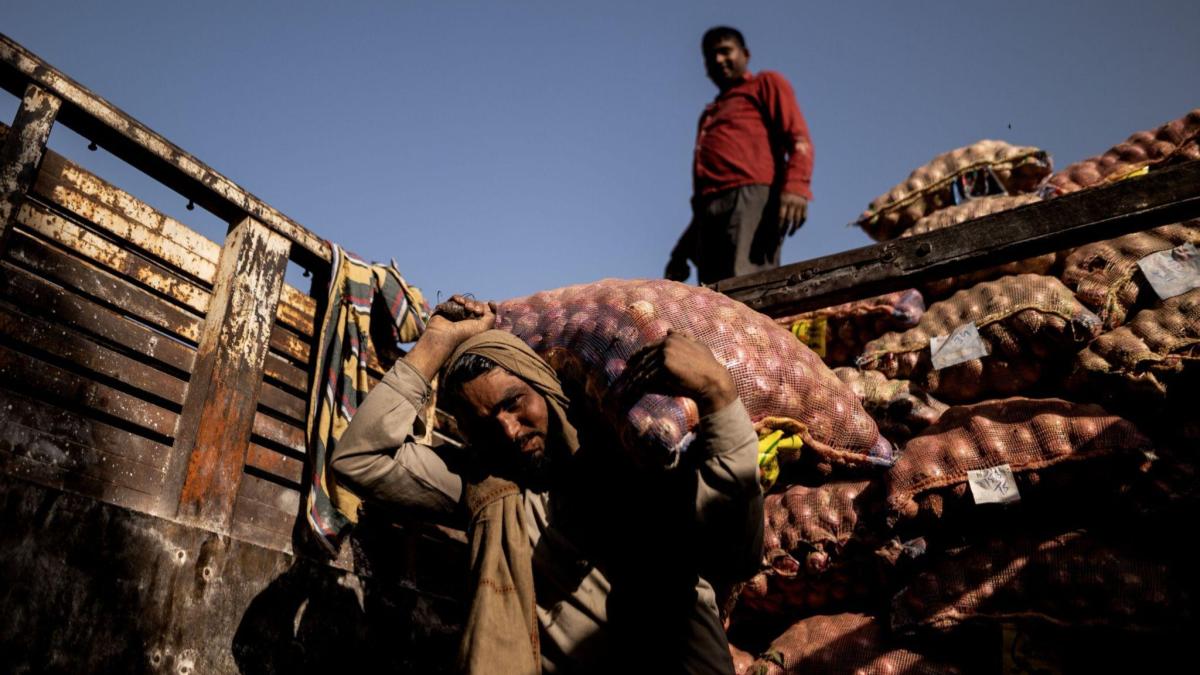 Onion export ban lifted on robust crop prospects; minimum export price 550/tonne; plus 40% duty ...