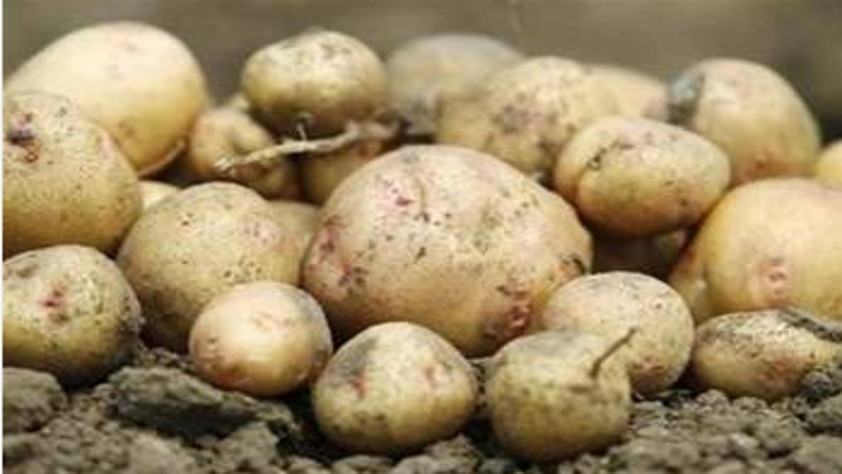 Adverse weather hit potato output in UP and Bengal - Economy News | The ...