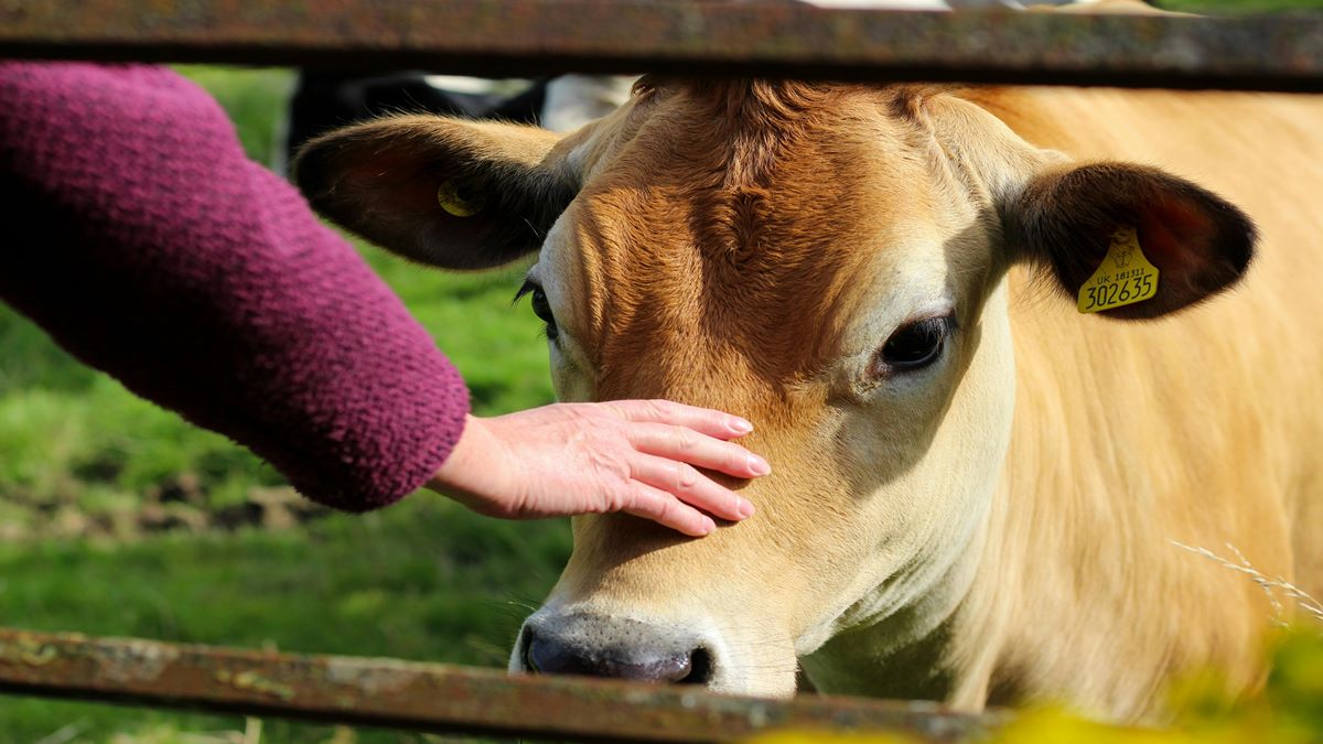 Don't cuddle the cows! Why health experts are worried about this ...