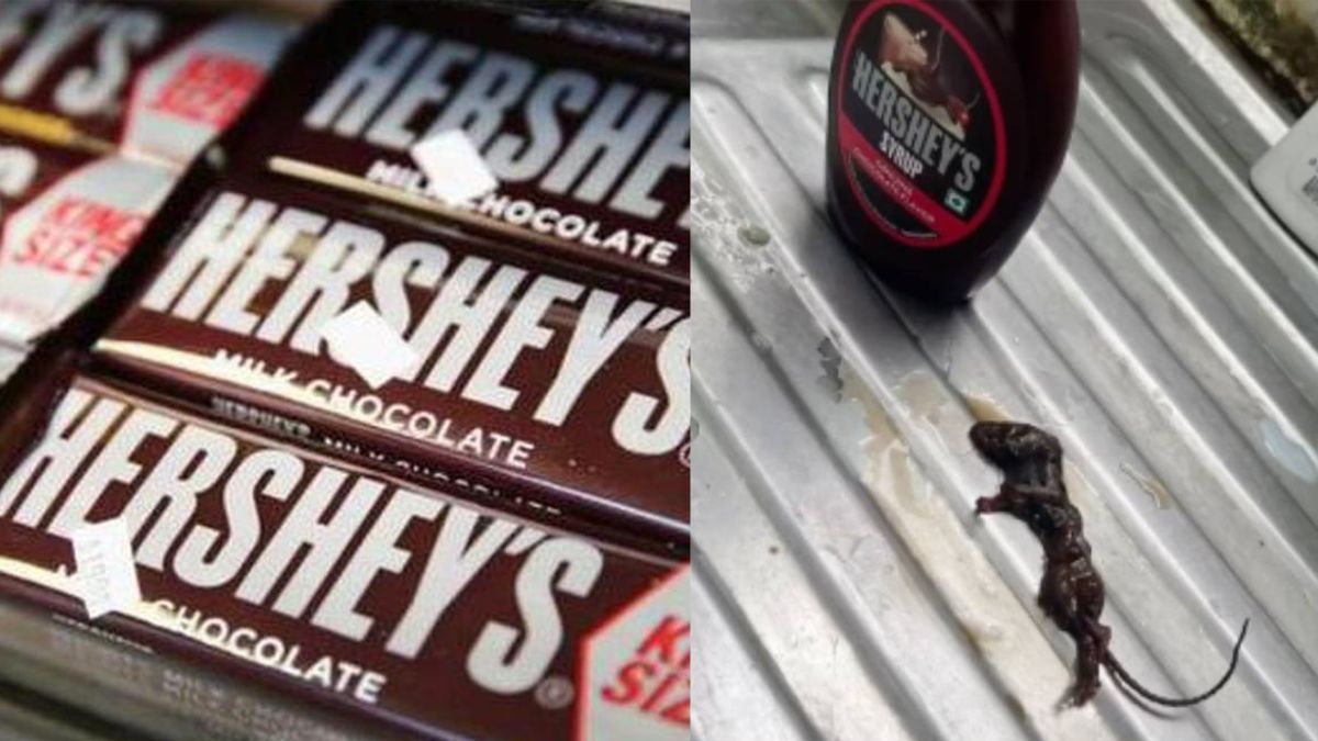 Does Chocolate Kill Mice
