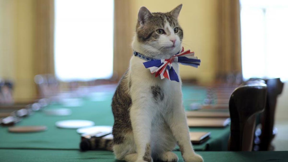 Meet Larry the Cat, 'chief mouser' who welcomed sixth UK Prime Minister ...