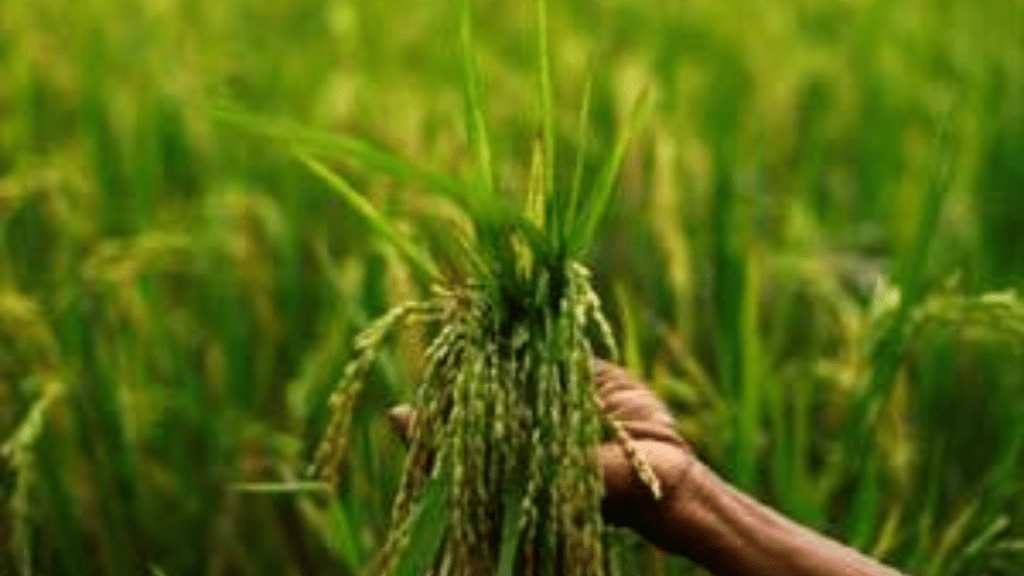 Can regenerative agriculture revolutionise rice farming for ...