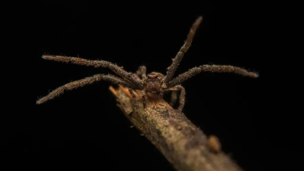 Two new species of spider discovered in Western Ghats - Science News ...