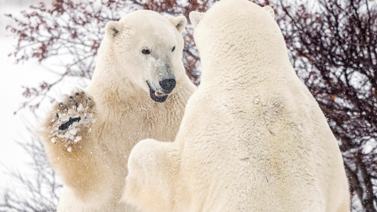 Rare polar bear spotted in Iceland after 8 years, shot dead by police ...