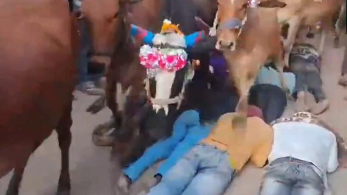 Cows walk over devotees in this Madhya Pradesh village's unique post ...